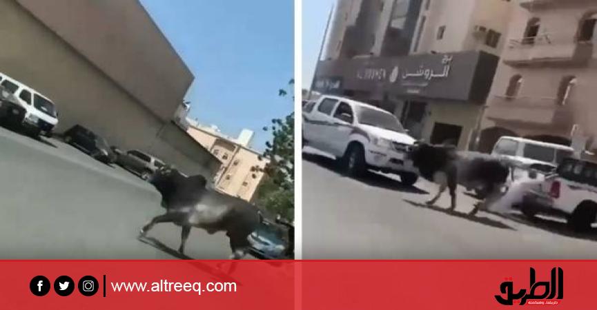 ثور هائج يطارد المارة في شوارع جدة شاهد المنوعات الطريق